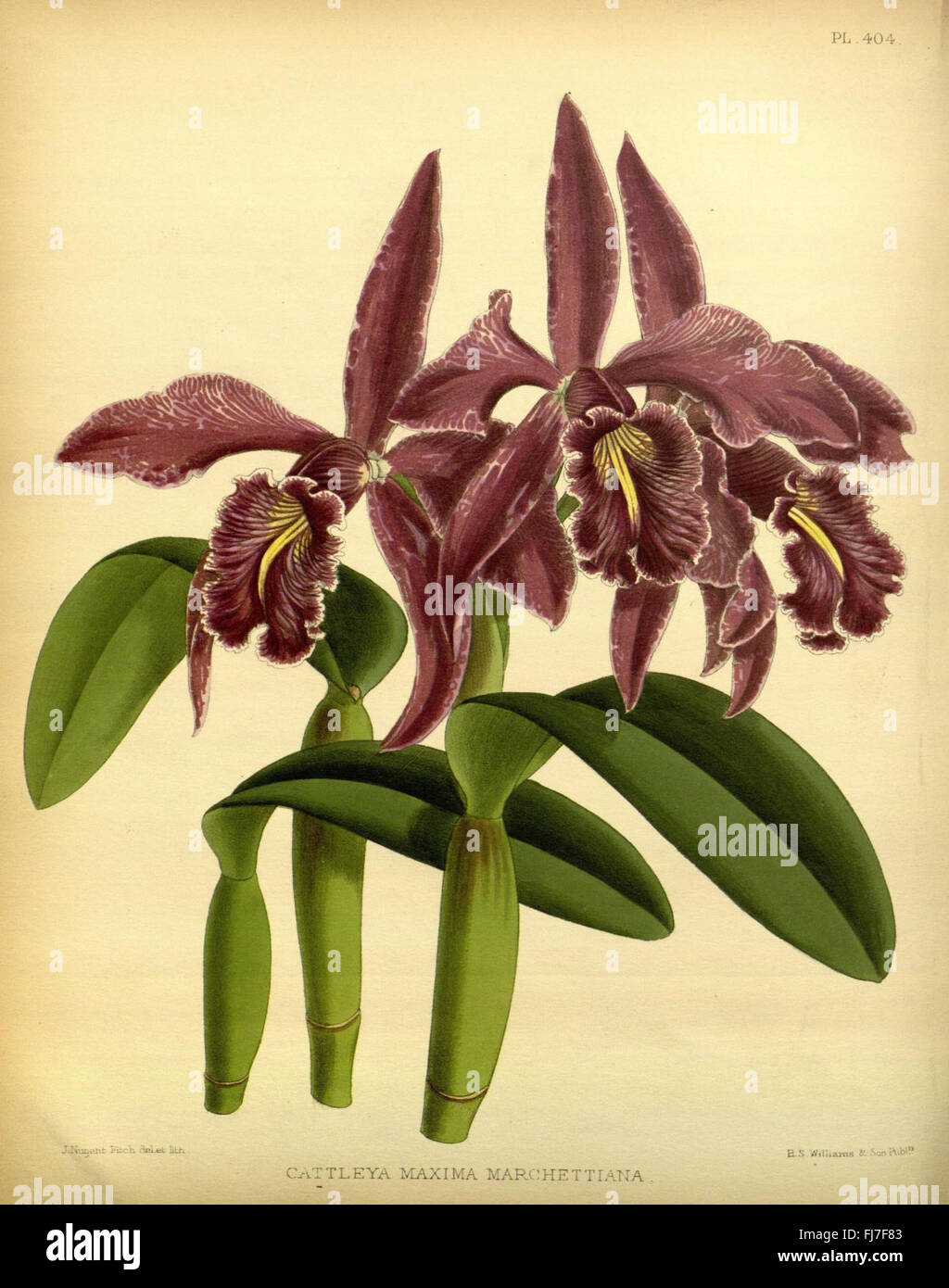 Pla pictorial hi-res stock photography and images - Alamy