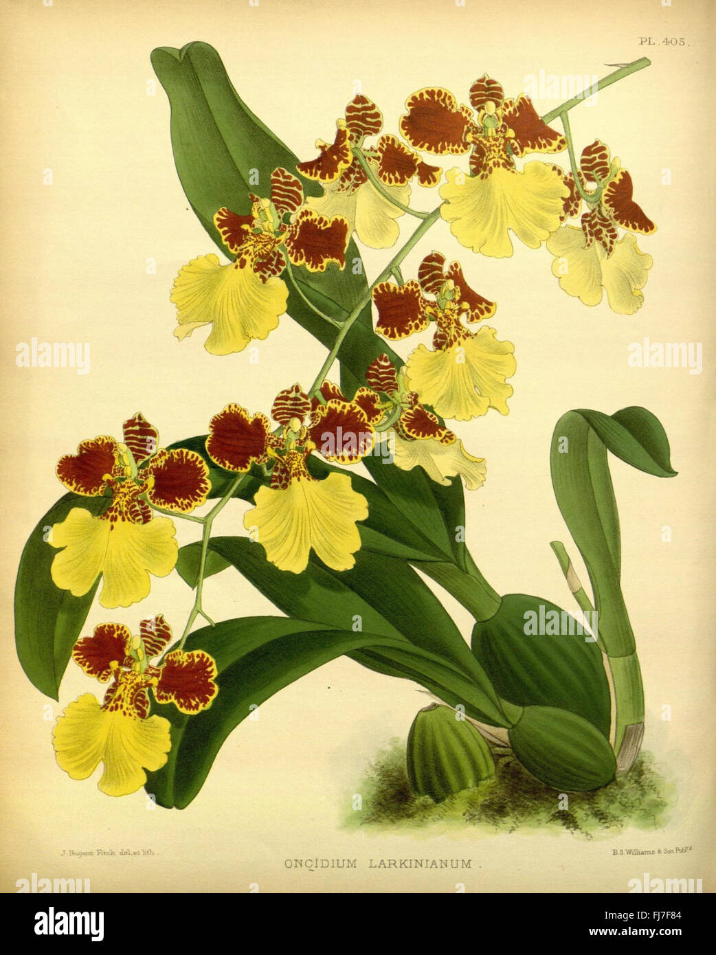 R. Warner & B.S. Williams - The Orchid Album - volume 09 - pla Stock ...