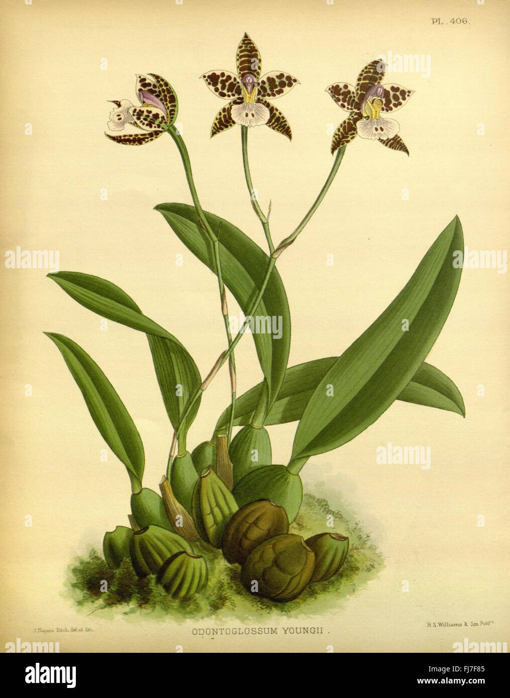 Pla pictorial hi-res stock photography and images - Alamy