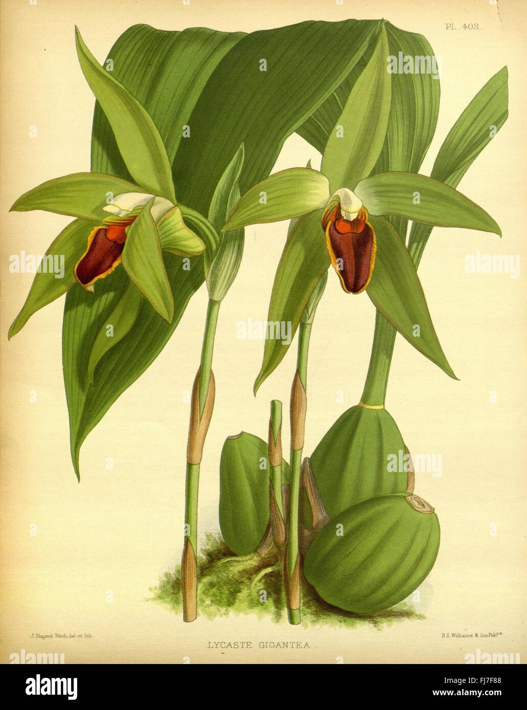 A volume of The Orchid Album focusing on orchid species, with detailed ...