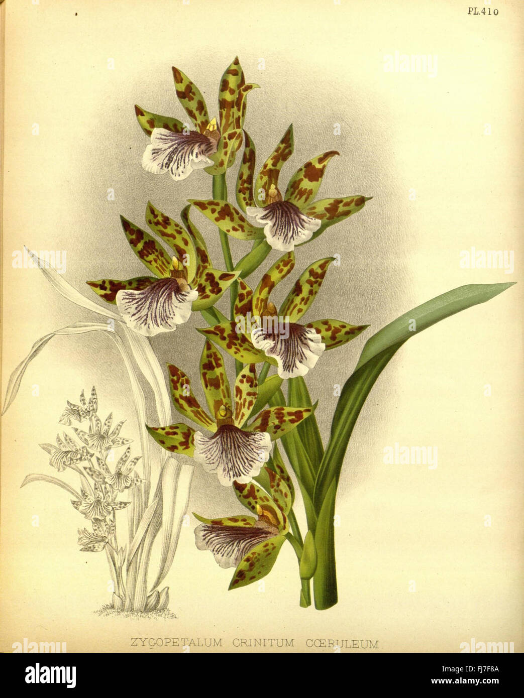 The Orchid Album, Volume 09, featuring orchid species from the Missouri ...