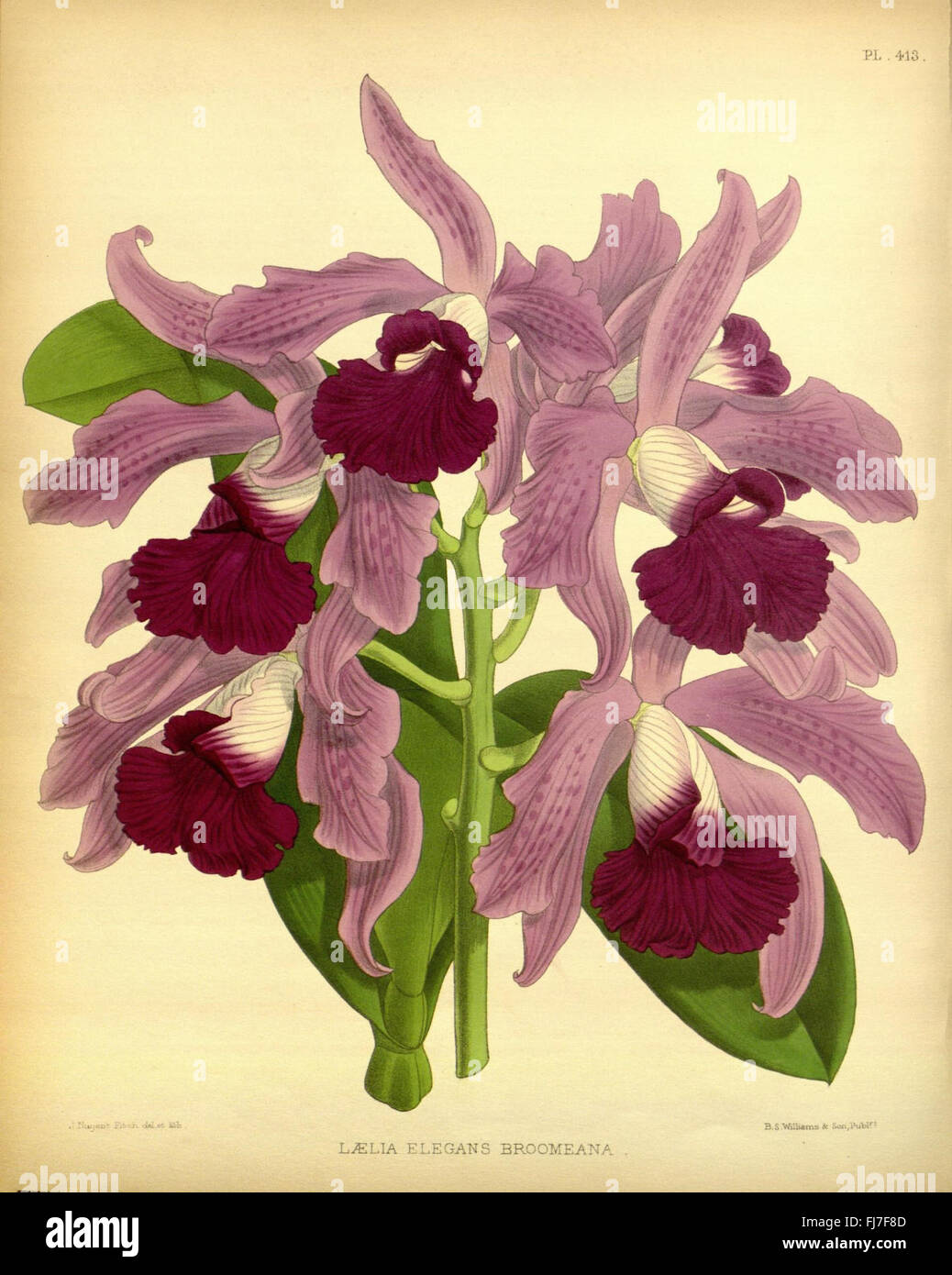 R. Warner & B.S. Williams - The Orchid Album - Volume 09, Missouri ...
