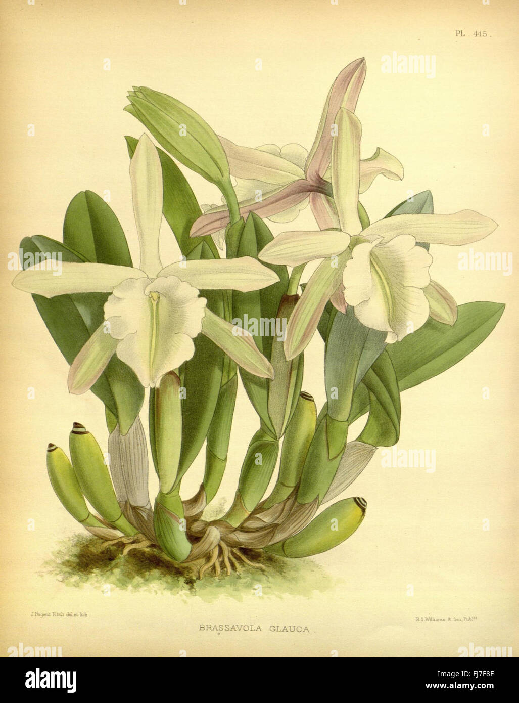 R. Warner & B.S. Williams - The Orchid Album - volume 09 - pla ...