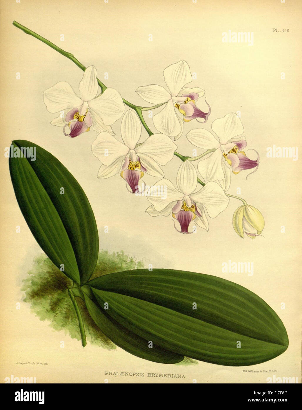 R. Warner & B.S. Williams - The Orchid Album - volume 09 - pla Stock ...