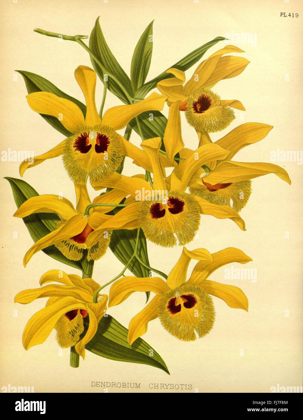 A volume of the Orchid Album series, illustrating various orchid ...