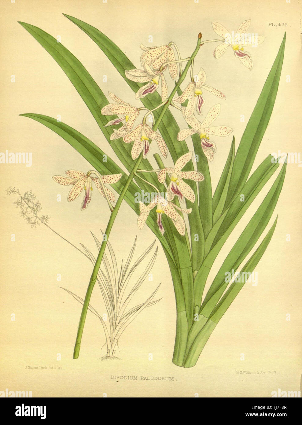 R. Warner & B.S. Williams - The Orchid Album - volume 09 - pla Stock ...
