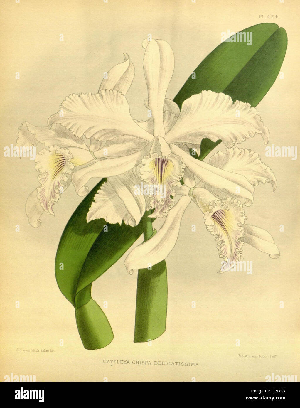 R. Warner & B.S. Williams - The Orchid Album - volume 09 - pla ...