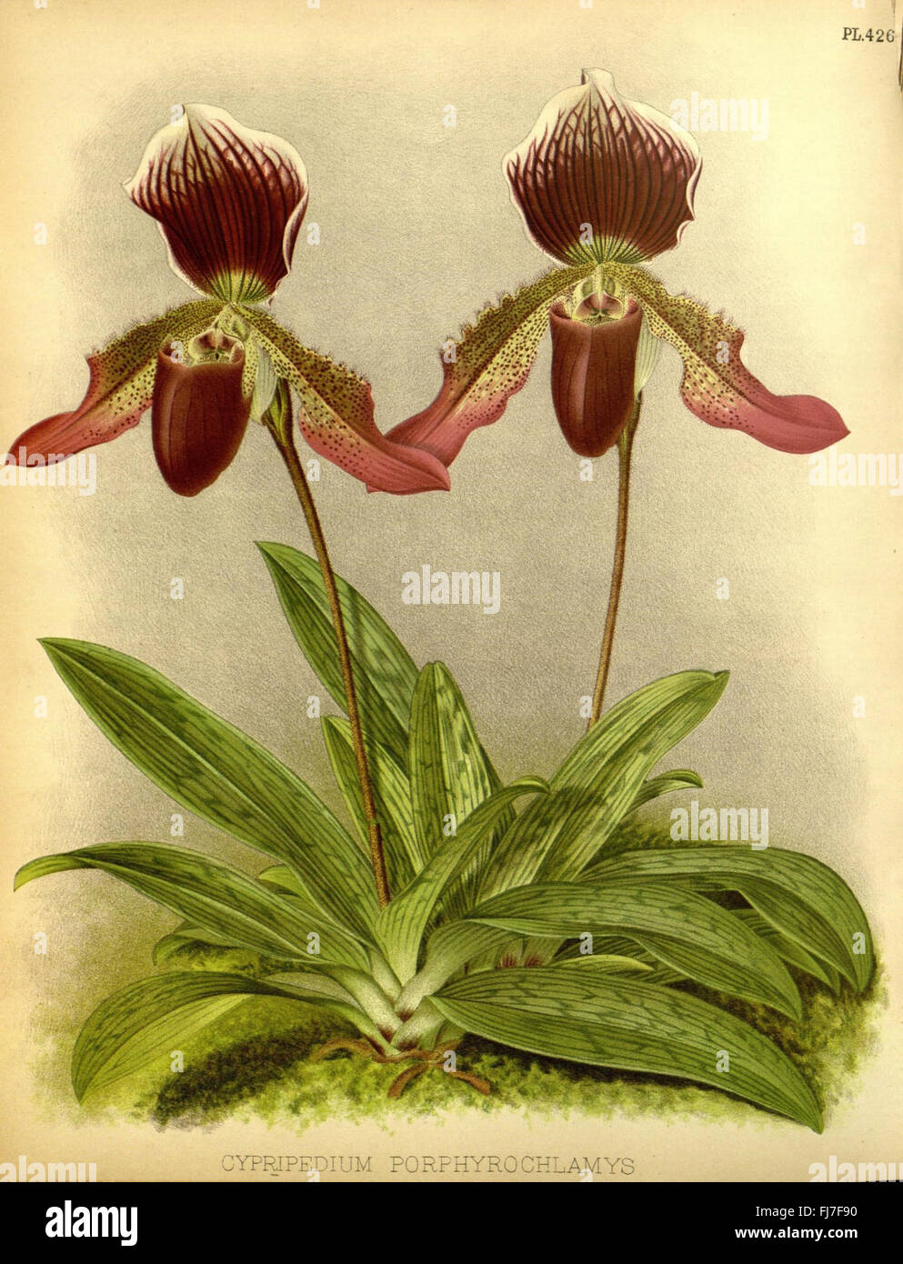 Volume 9 of The Orchid Album, a pictorial collection showcasing orchids ...