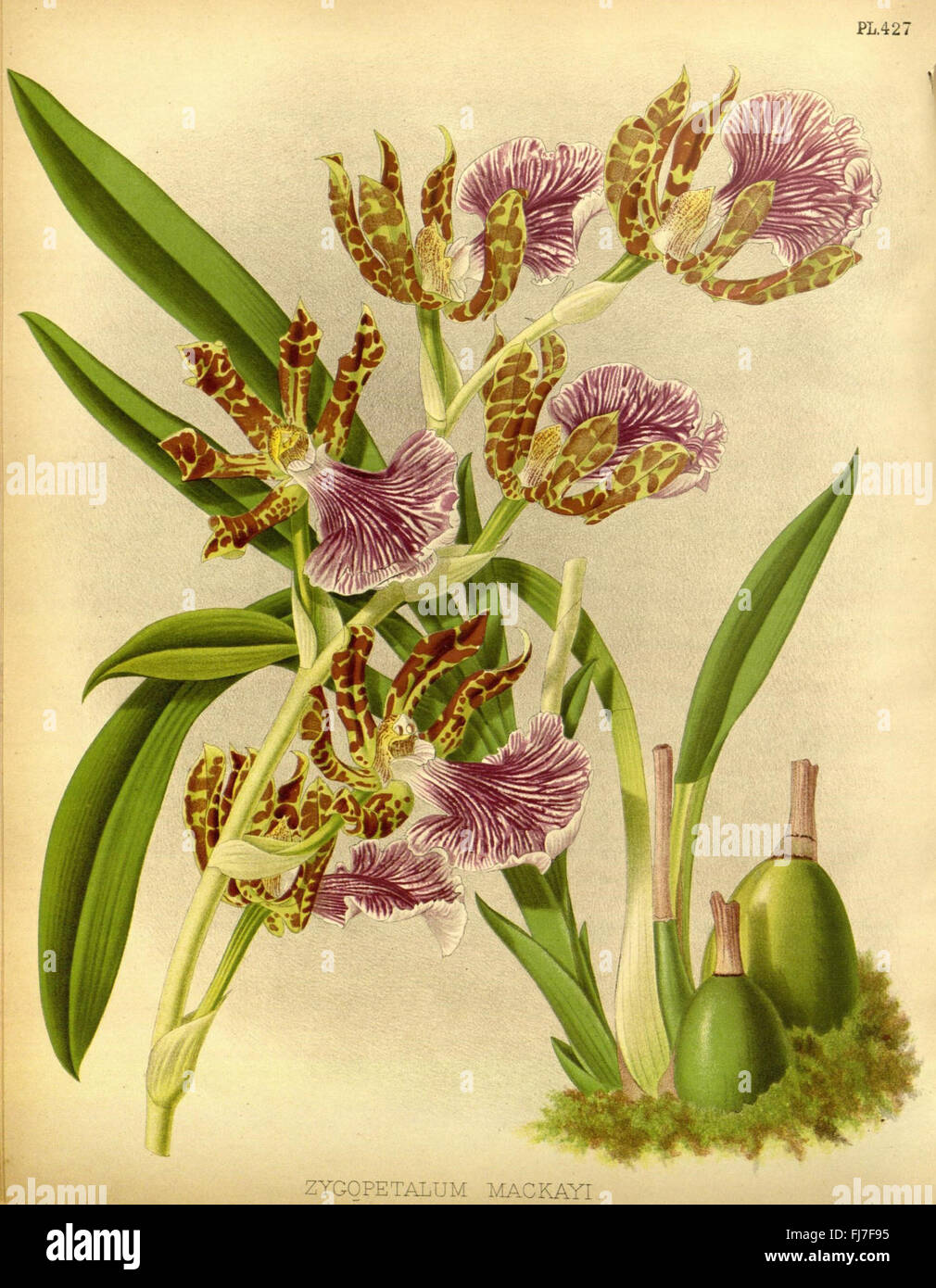 Volume 9 of 'The Orchid Album,' a comprehensive work on the ...