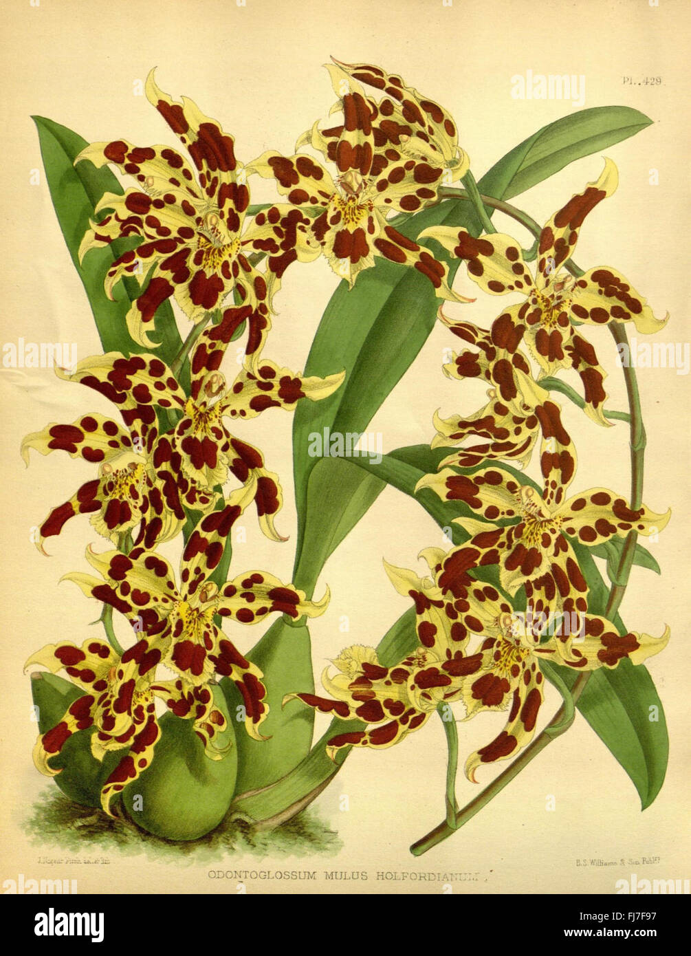 A volume from 'The Orchid Album,' showcasing detailed illustrations of ...