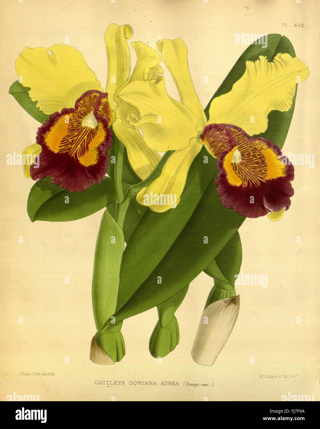 R. Warner & B.S. Williams - The Orchid Album - volume 09 - pla Stock ...