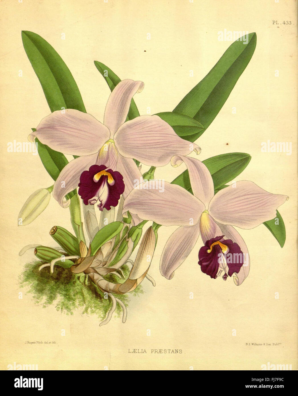 An illustrated volume of the Orchid Album, featuring diverse orchid ...