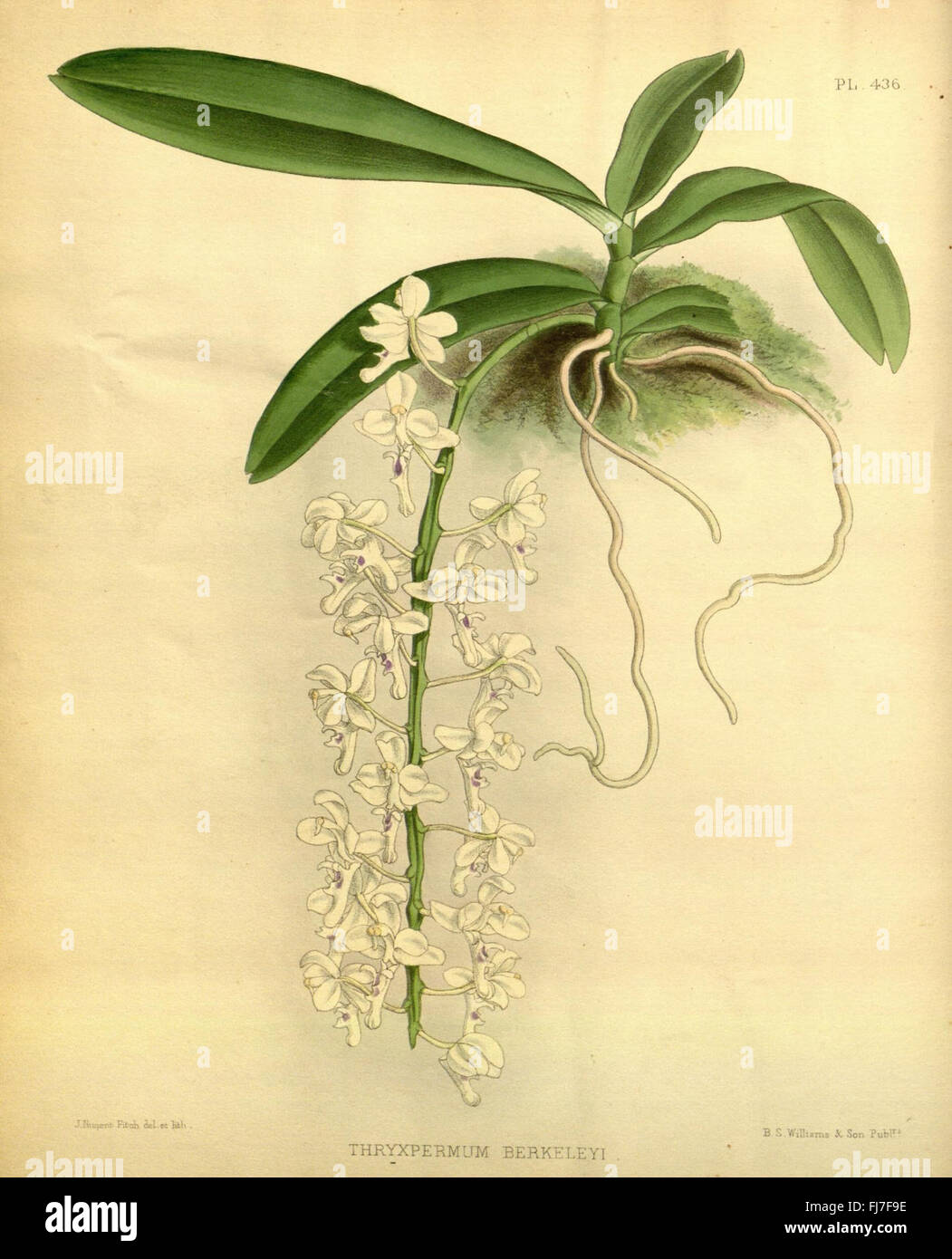 Illustrated periodical documenting orchid species, their taxonomy, and ...