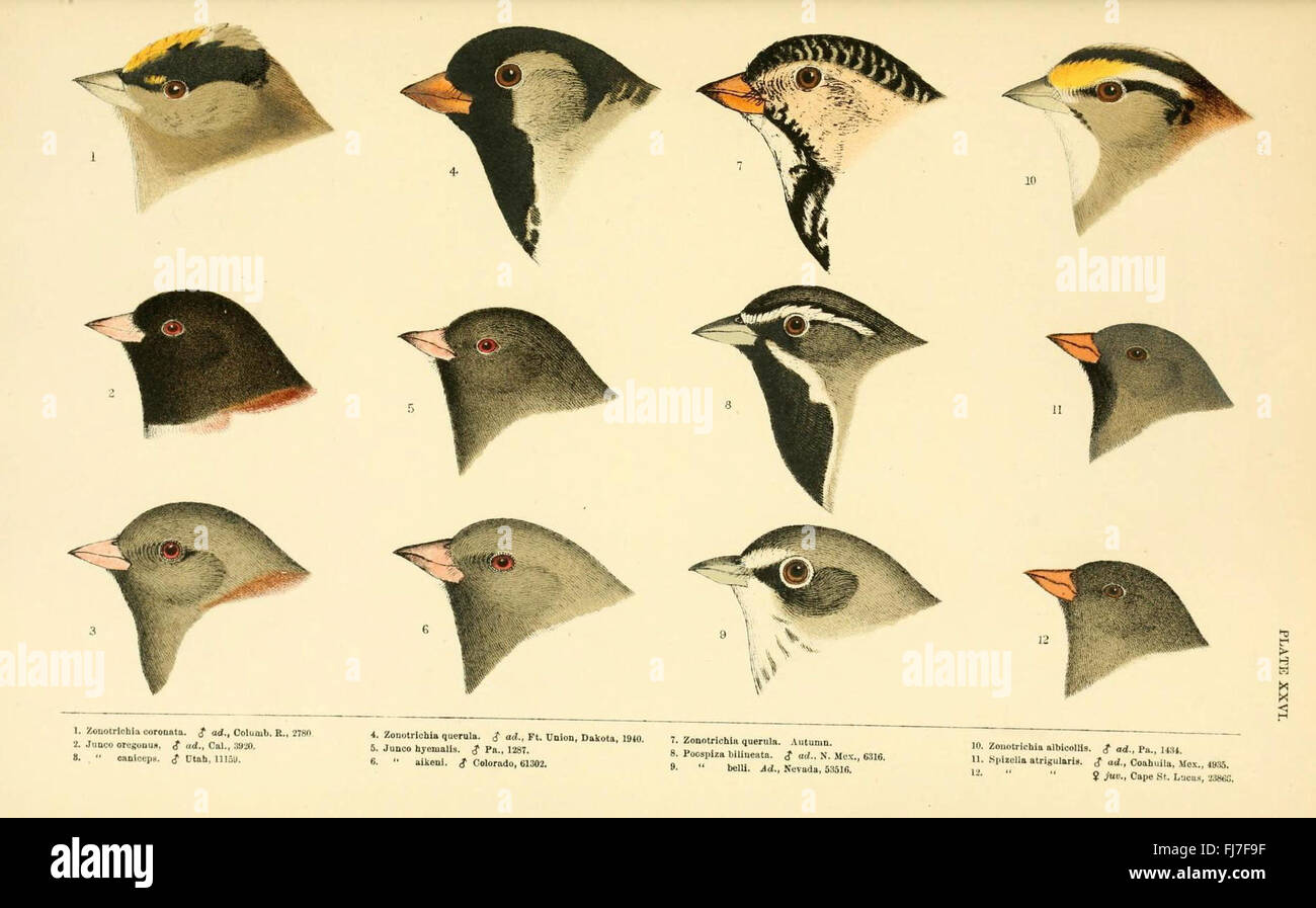 A comprehensive history of bird species in North America, documenting ...