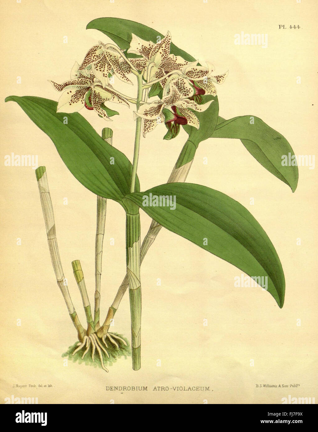 An illustrated volume from 'The Orchid Album,' featuring orchid species ...