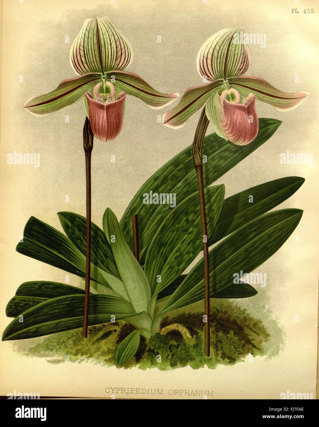 Missouri Botanical Garden, Peter H. Raven Library, Orchidaceae ...