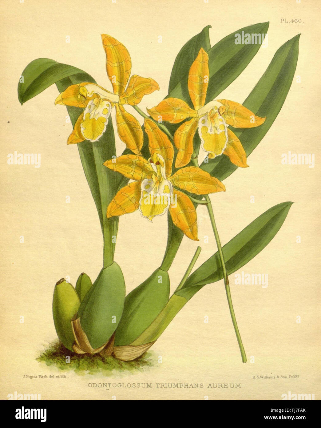 Volume 10 of 'The Orchid Album' by R. Warner and B.S. Williams ...