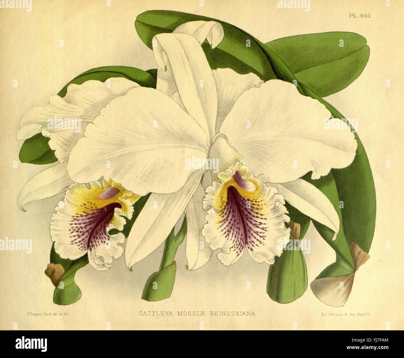 Botanical illustrations of various orchid species from 'The Orchid ...