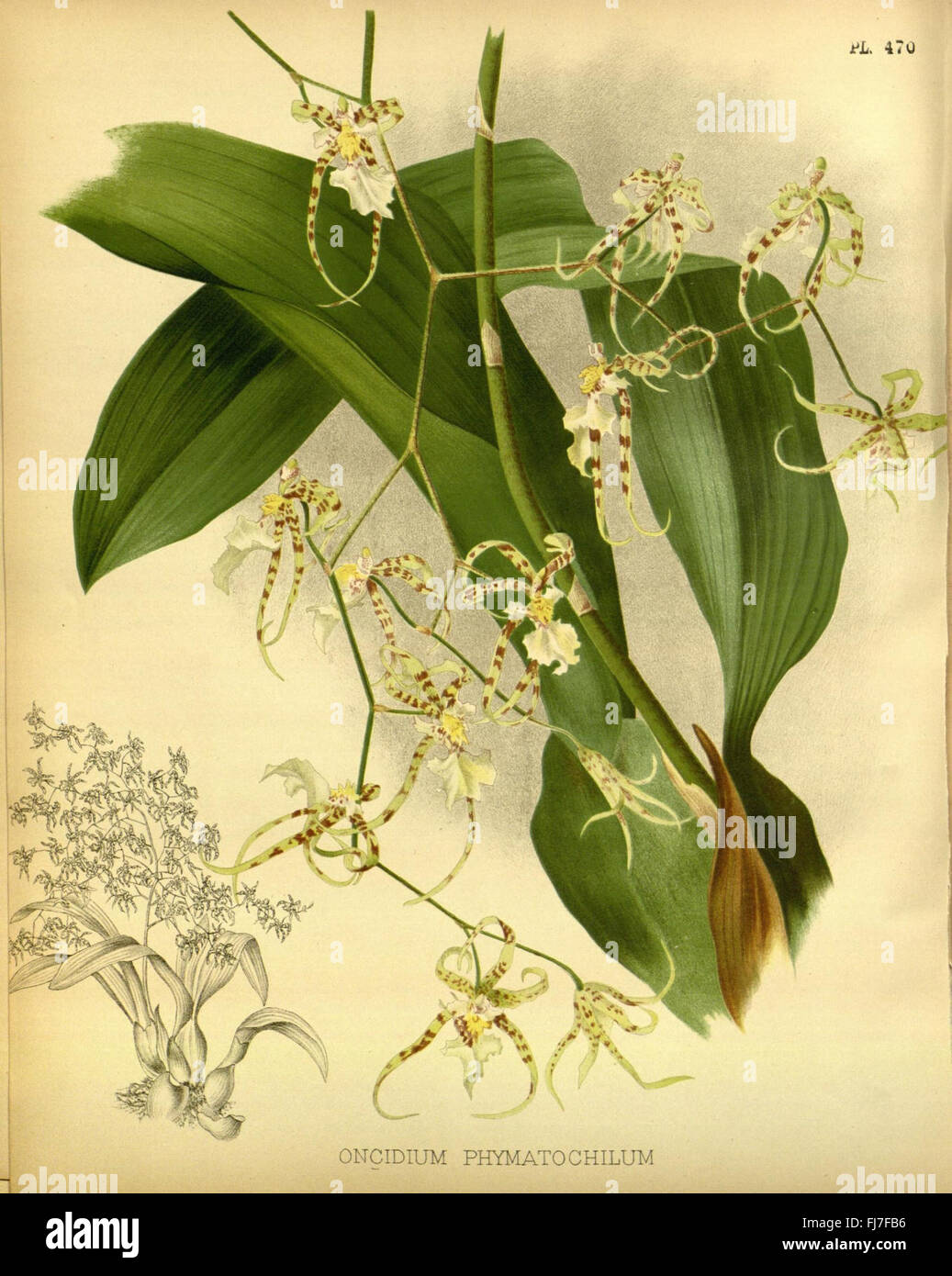 R. Warner & B.S. Williams - The Orchid Album - volume 10 - pla: A ...