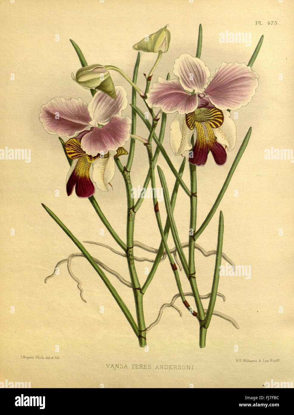 A detailed pictorial record of orchid species, showcasing diverse ...