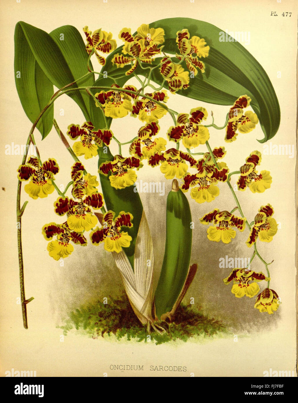 A detailed botanical work, The Orchid Album, Volume 10, featuring ...