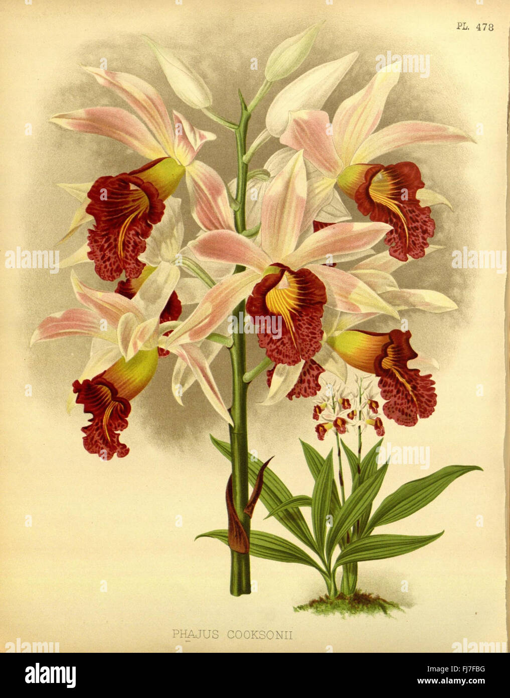 R. Warner & B.S. Williams - The Orchid Album - volume 10 - pla Stock ...