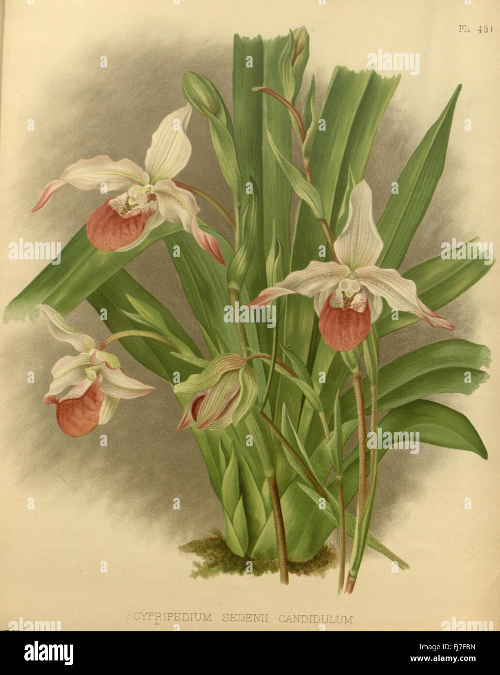 The Orchid Album, Volume 11, featuring an extensive collection of ...