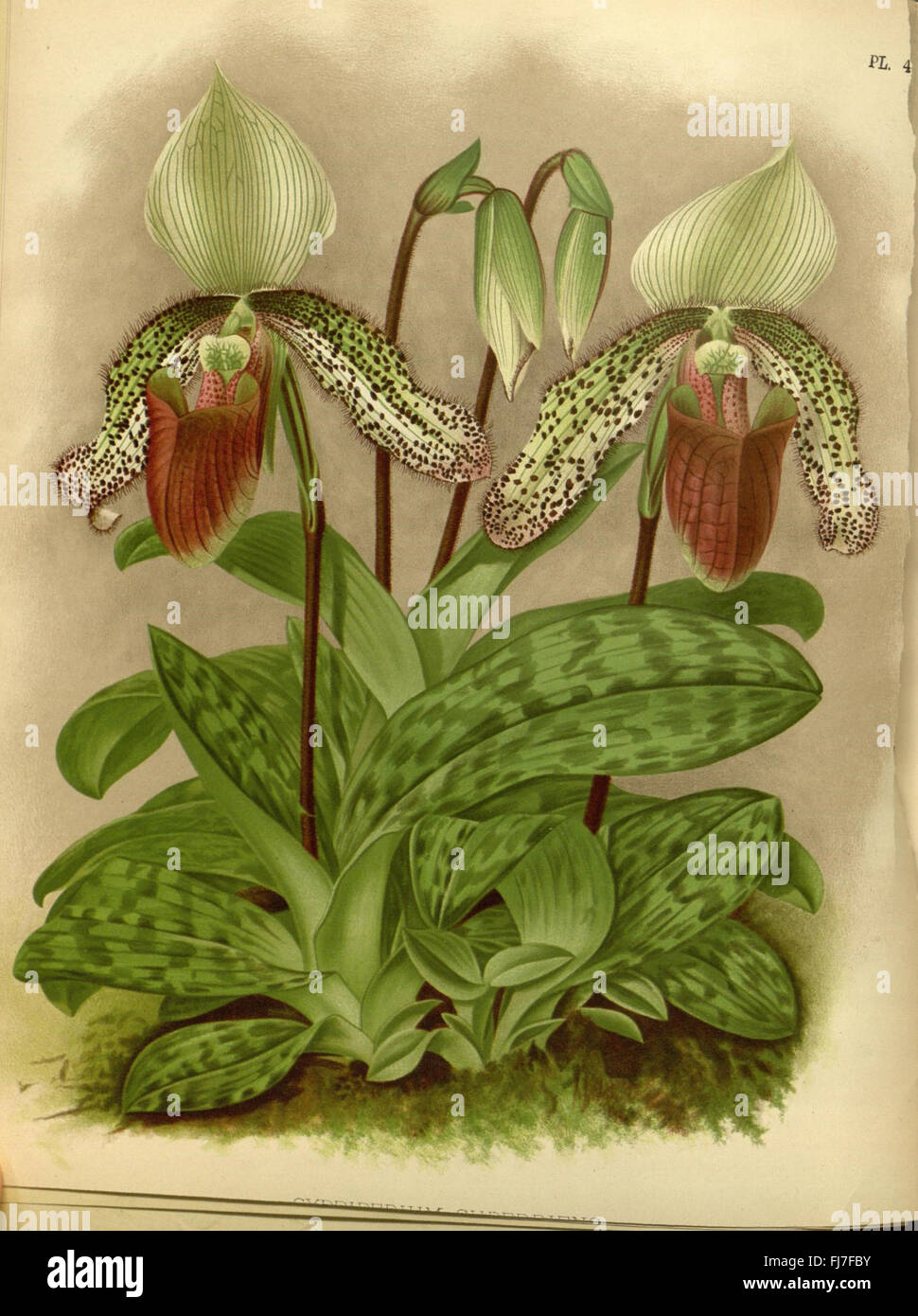 An illustration from 'The Orchid Album,' volume 11, highlighting ...