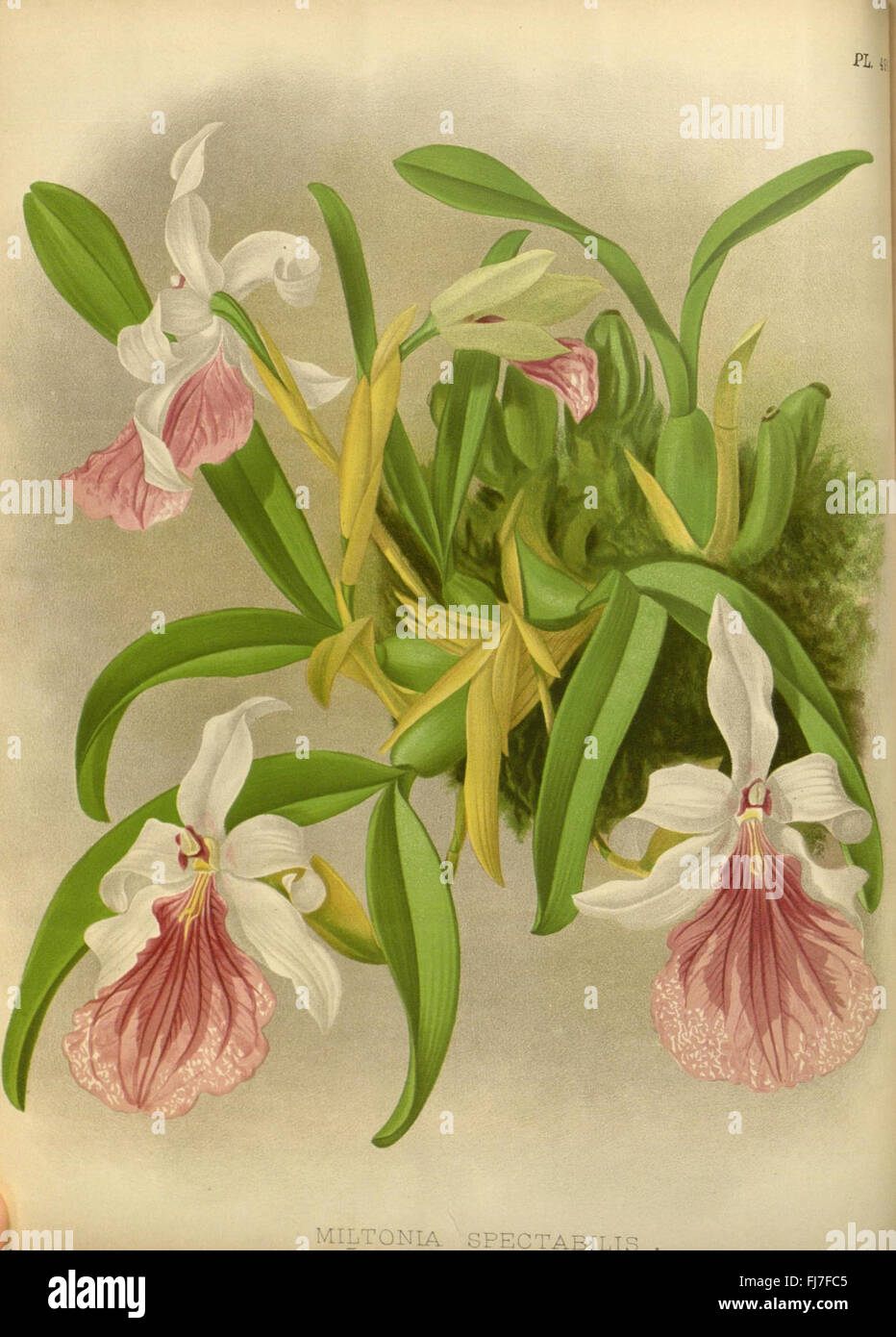 The 11th volume of The Orchid Album, featuring detailed plates of ...