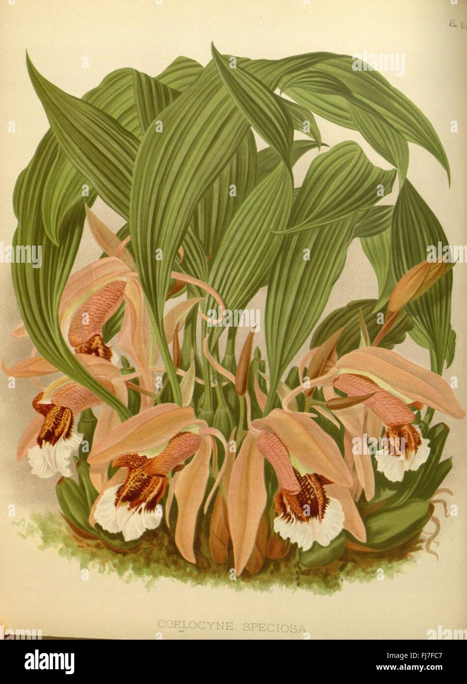 R. Warner & B.S. Williams - The Orchid Album - volume 11, Orchids Stock ...