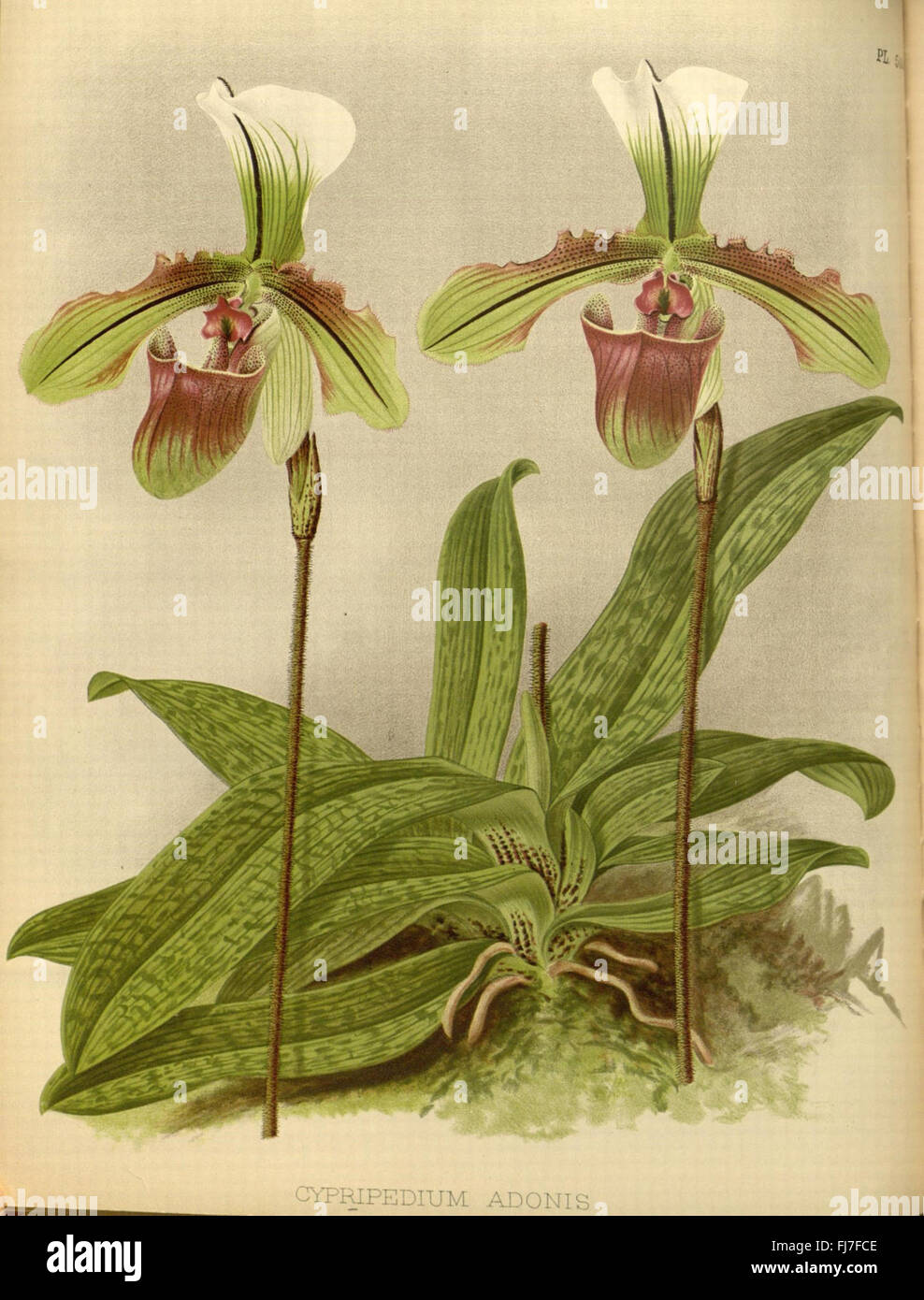 The Orchid Album, Volume 11, featuring orchid species from the Missouri ...
