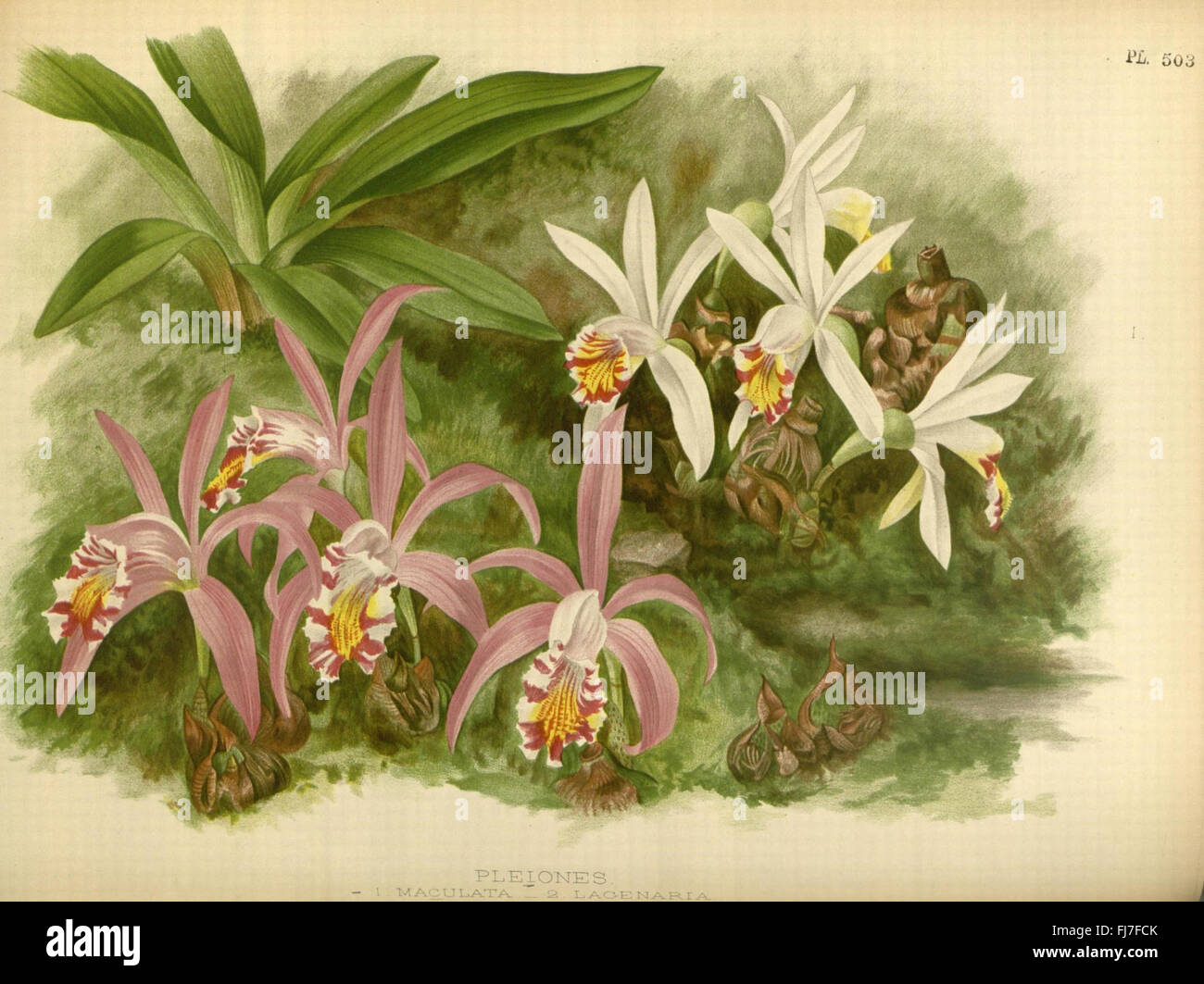 A volume of 'The Orchid Album', featuring detailed color plates of ...
