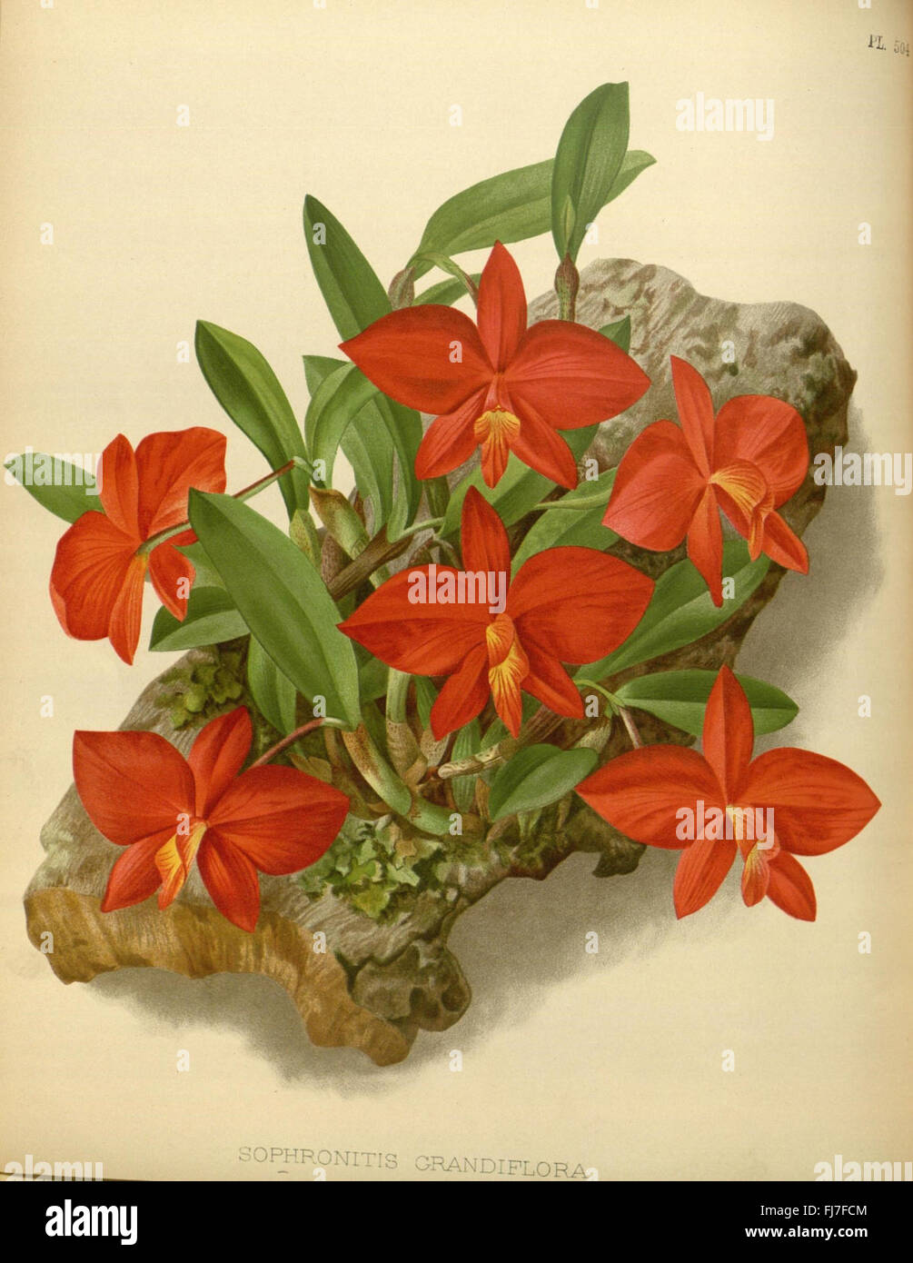 Illustrated periodical documenting orchid species, their taxonomy, and ...