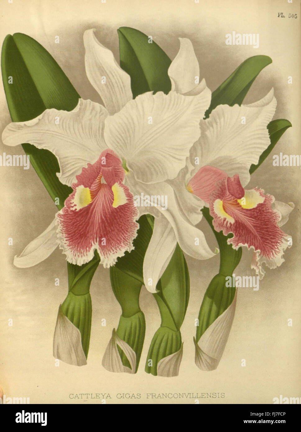 The Orchid Album, Volume 11, Pictorial Works on Orchids, Orchidaceae ...