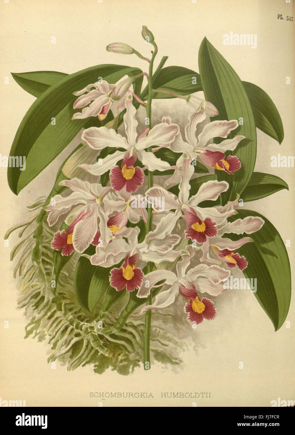 R. Warner & B.S. Williams - The Orchid Album - volume 11 - pla Stock ...