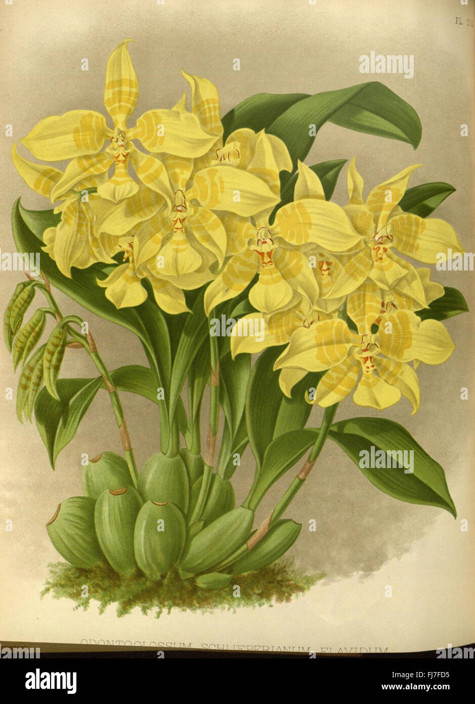An illustration from 'The Orchid Album,' Volume 11, featuring a ...