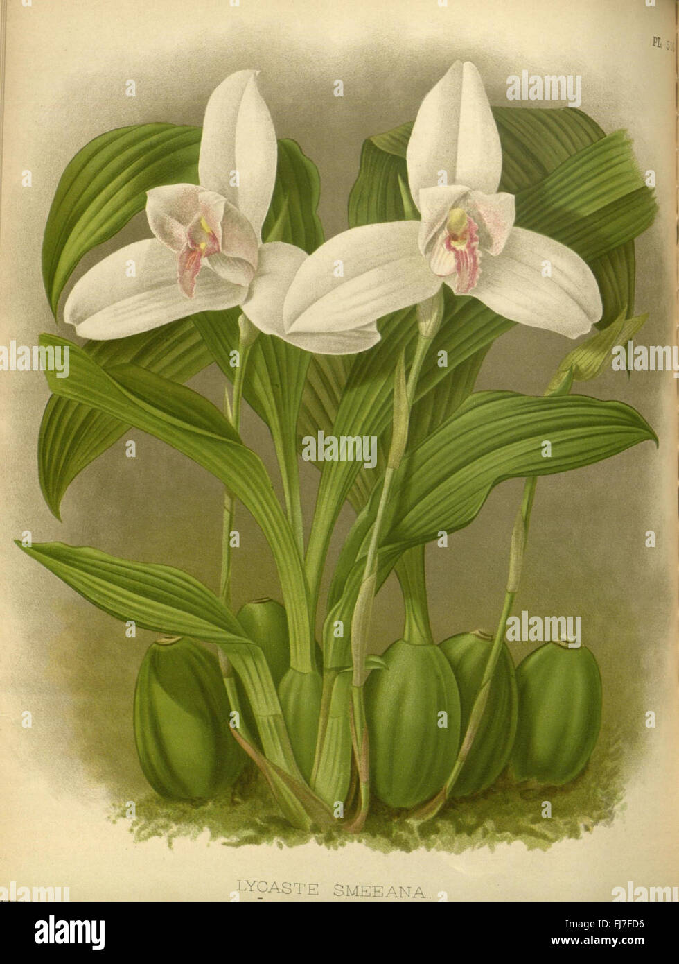 R. Warner & B.S. Williams - The Orchid Album - volume 11 - pla ...