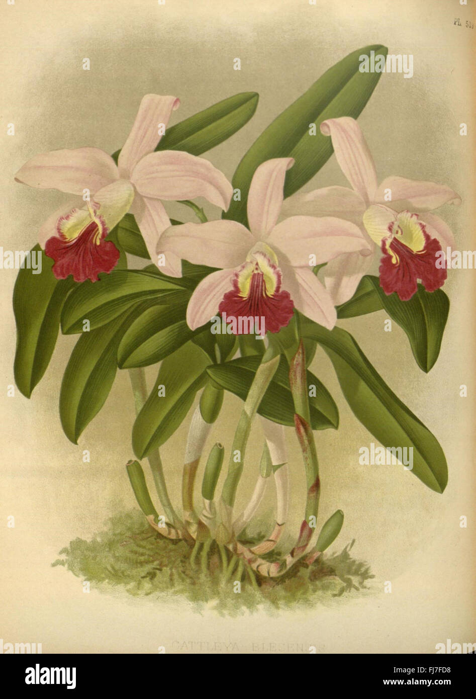 Peter h raven library orchidaceae hi-res stock photography and images ...