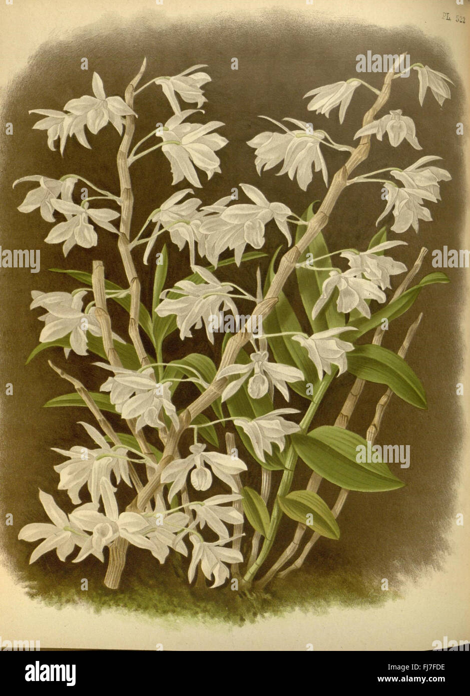 R. Warner & B.S. Williams - The Orchid Album - volume 11 - pla Stock ...