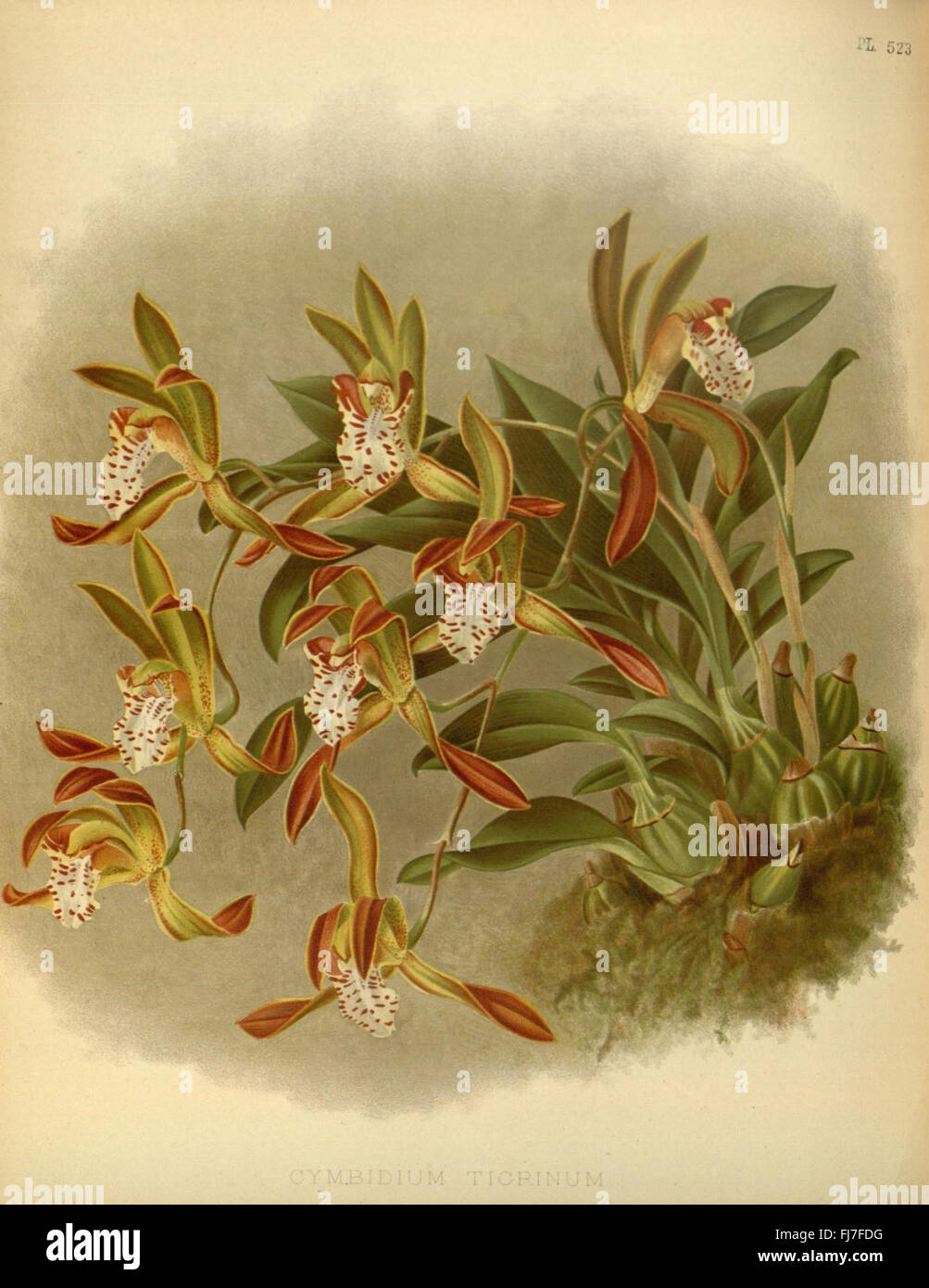 R. Warner & B.S. Williams - The Orchid Album - volume 11 - pla Stock ...