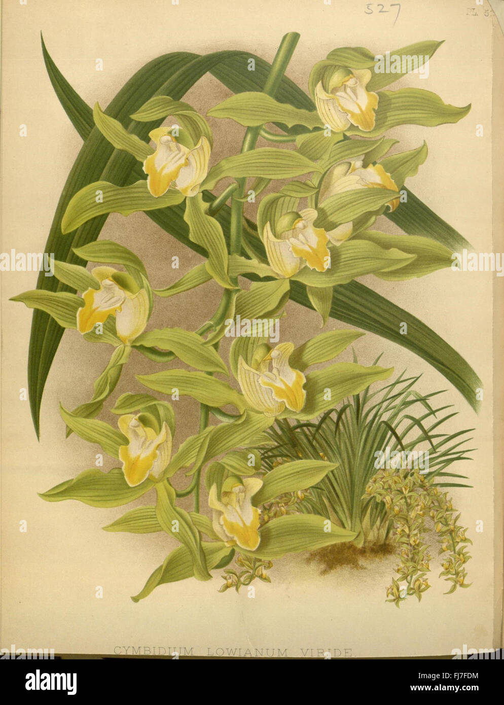 Illustrated periodical documenting orchid species, their taxonomy, and ...