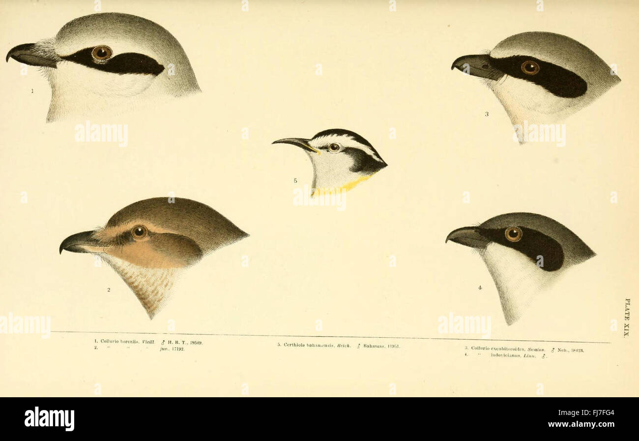A history of North American birds - A comprehensive study of bird ...