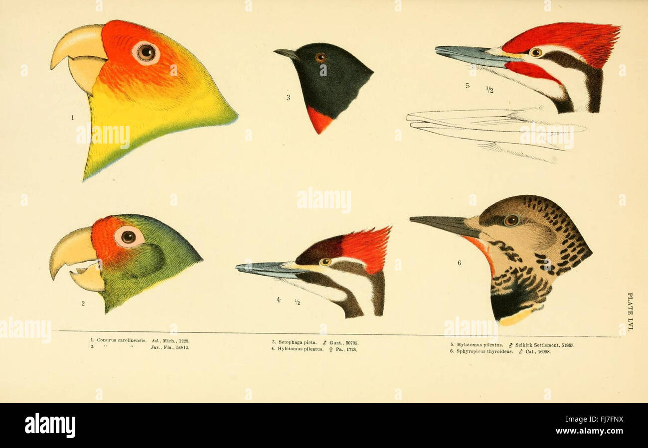 An illustration from 'A History of North American Birds,' showcasing ...