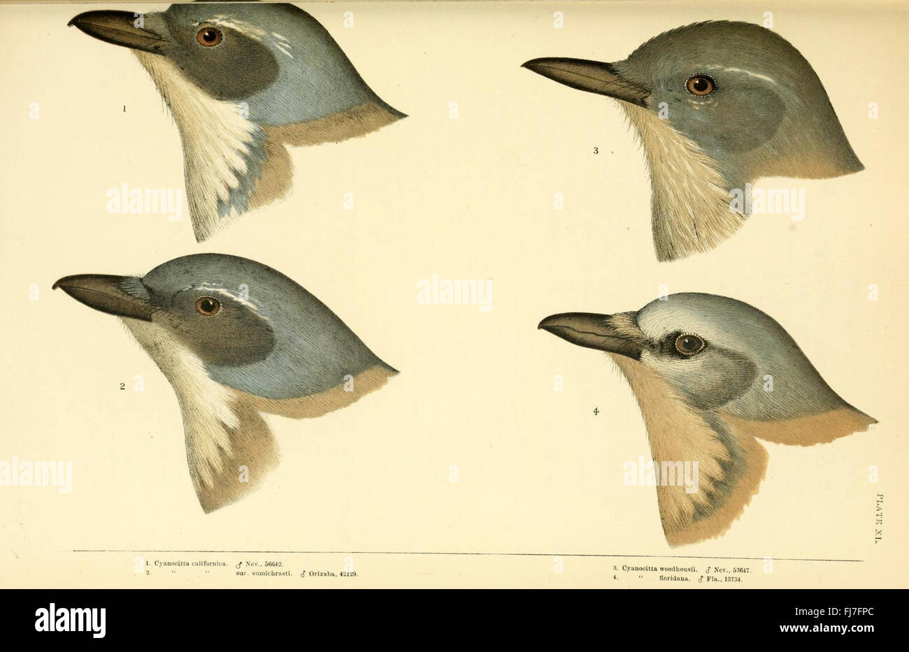 A history of North American birds (Plate XL): A detailed historical ...