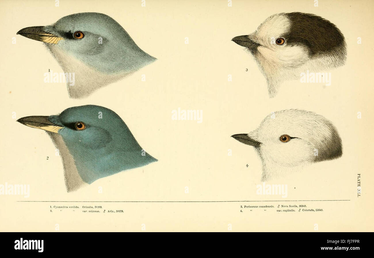 An illustrated history of North American bird species, covering their ...