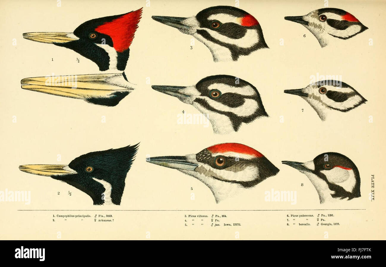 History of North American Birds, Smithsonian Institution Libraries ...