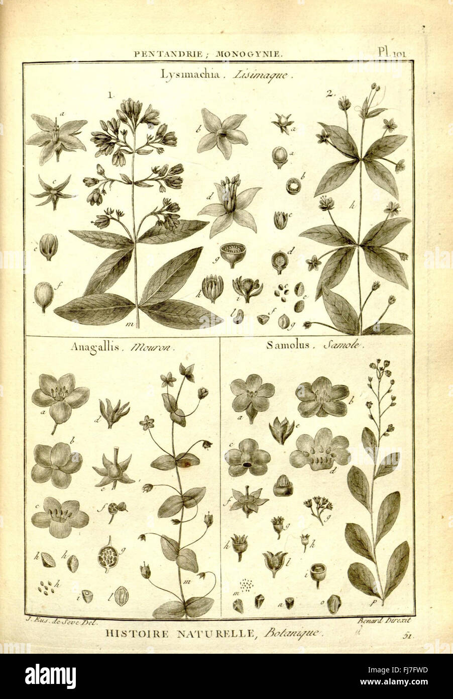 A collection of botanical plates from the Encyclopédie, illustrating ...