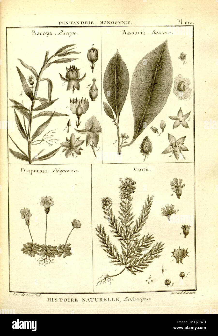 A collection of botanical plates from the Encyclopédie Stock Photo - Alamy