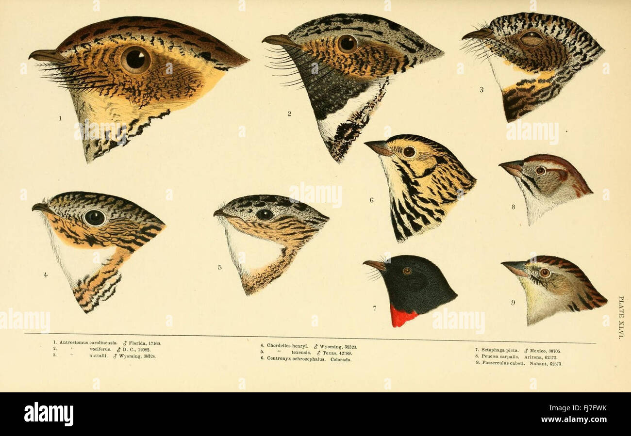 A History of North American Birds (Plate XLVI) - Illustrated Bird ...