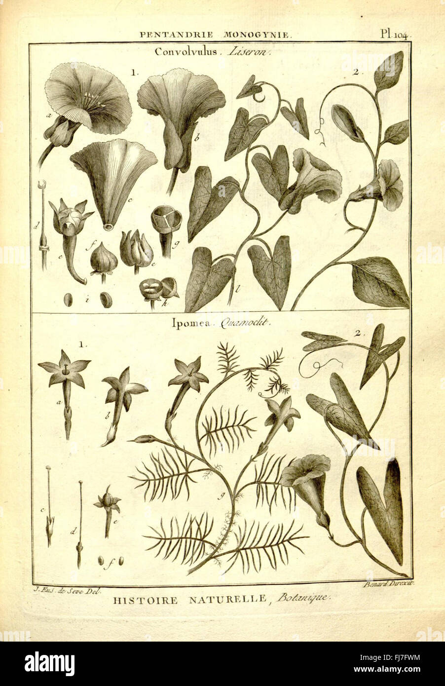 A botanical plate from the 'Recueil de planches de botanique' depicting ...